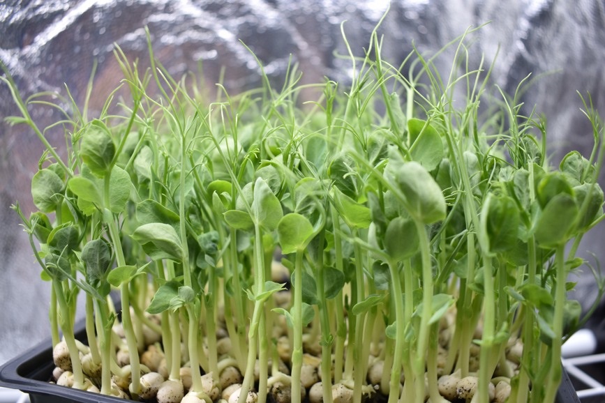 Microgreens Hrášek | Bylinkova-farma.cz